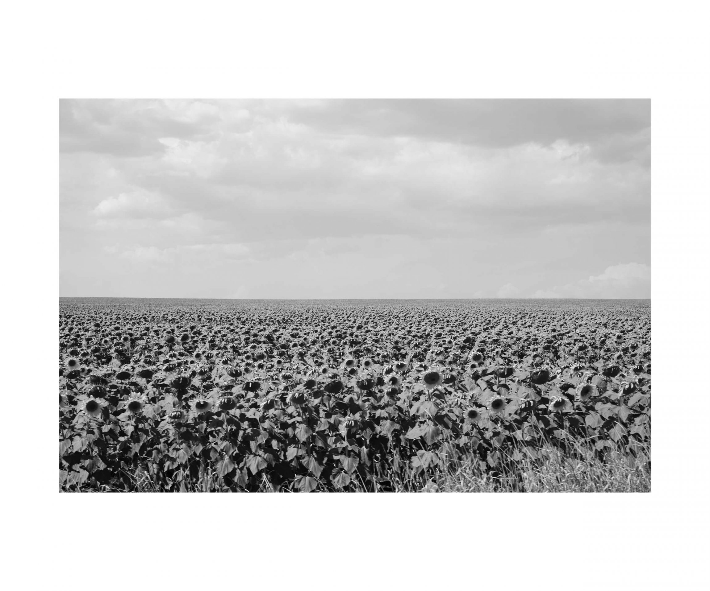 Jonathan Moore: Sunflowers in Donbas, 2022 - Open Doors Gallery