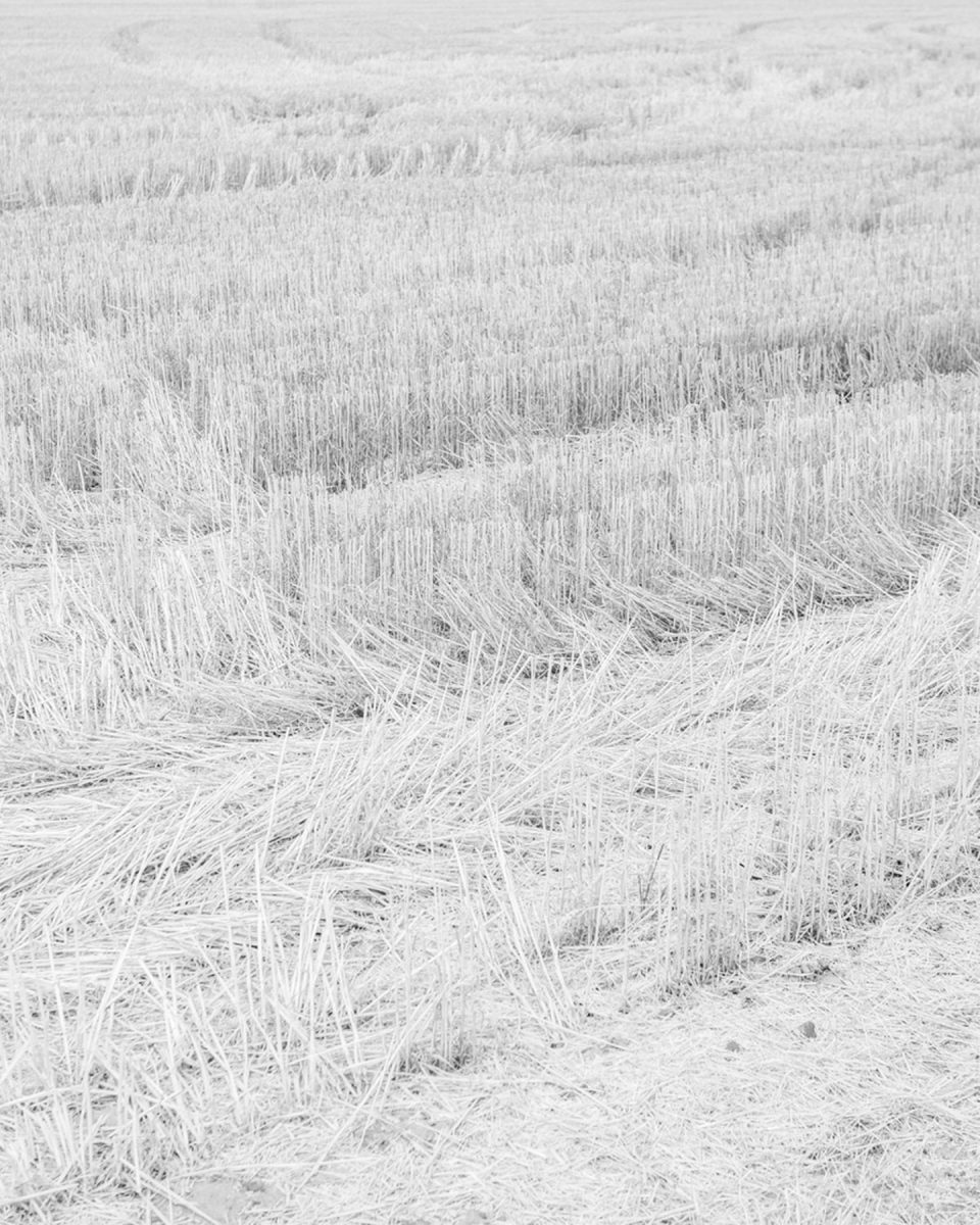 Angus Scott: September myth (28), 2021 - Open Doors Gallery