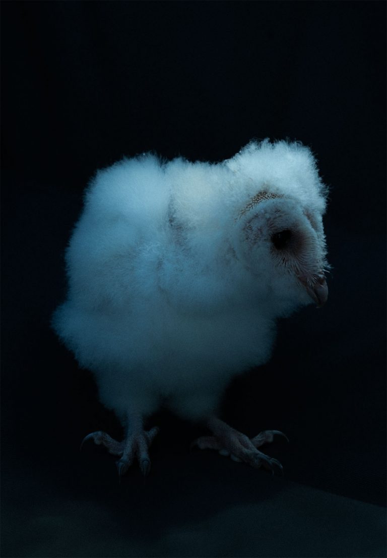 Maria Lax - Limited Edition Prints - Open Doors Gallery