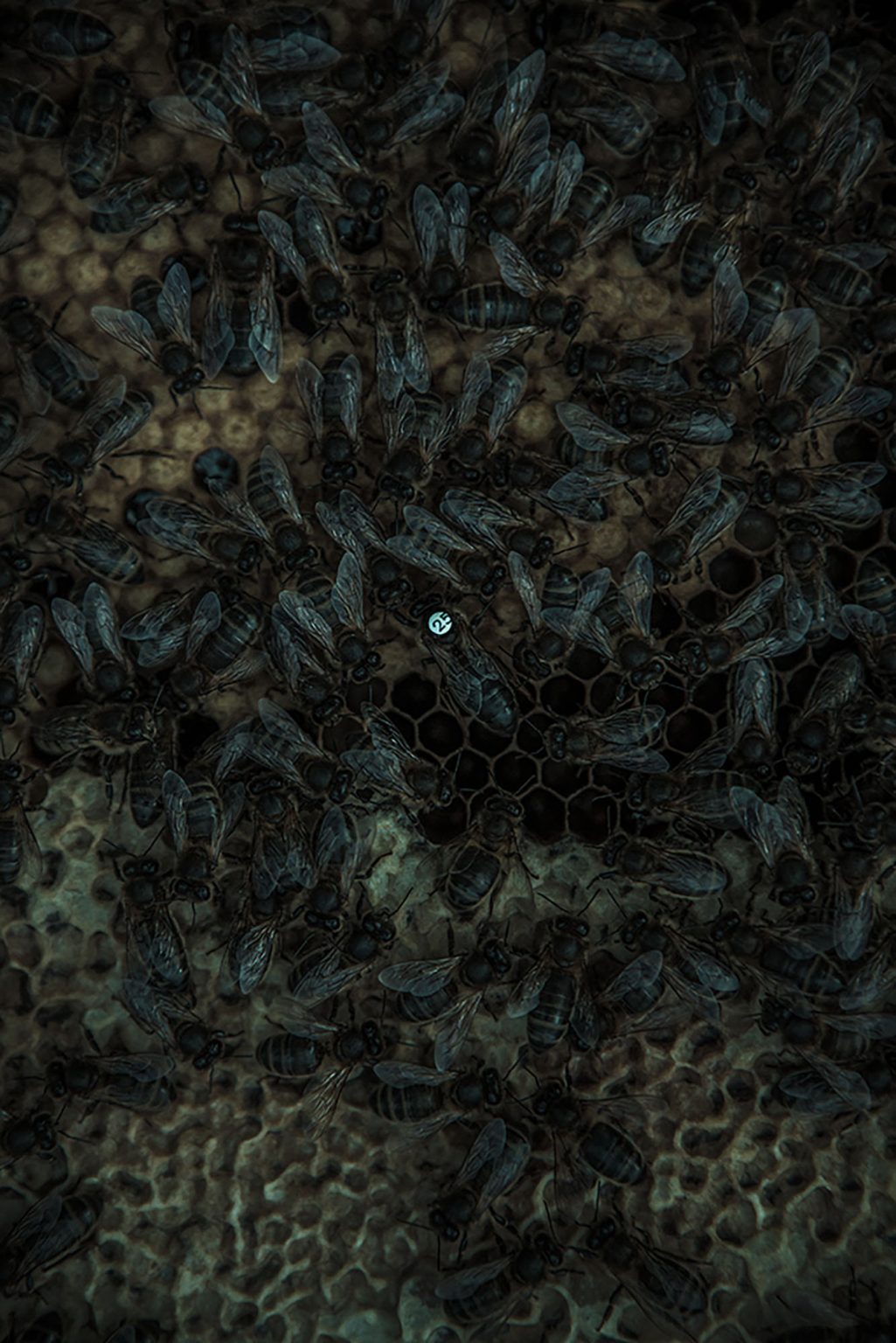 Maria Lax - Limited Edition Prints - Open Doors Gallery